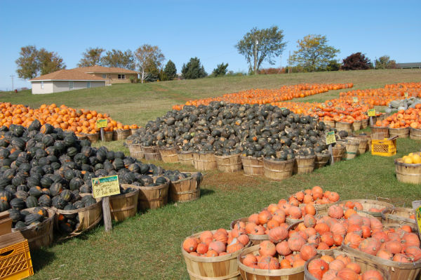 Gallery | Bills Farm Market