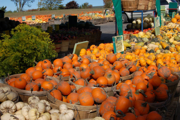 Gallery | Bills Farm Market